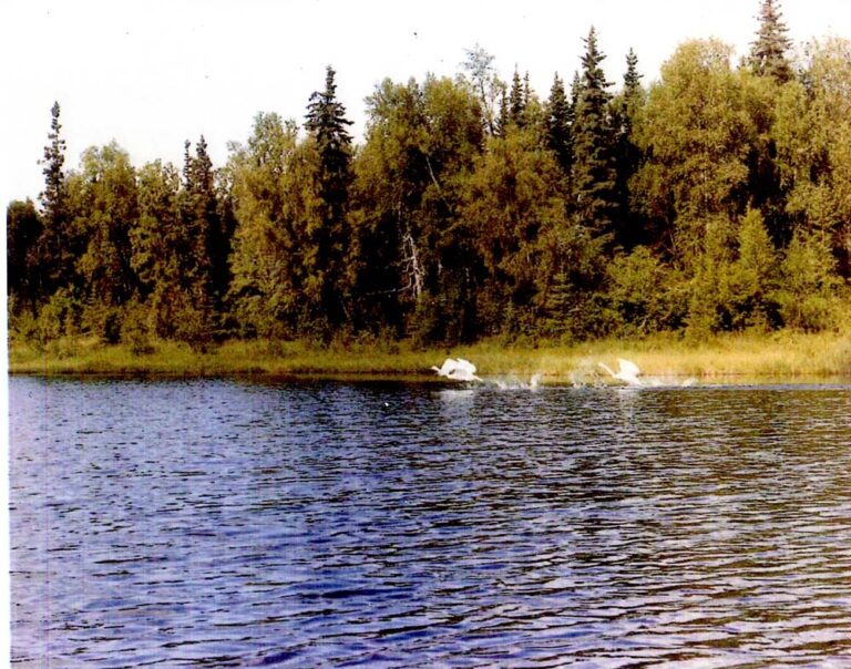 Yentna River Remote Property for Sale, 110 Acres Riverfront $150k SOLD!