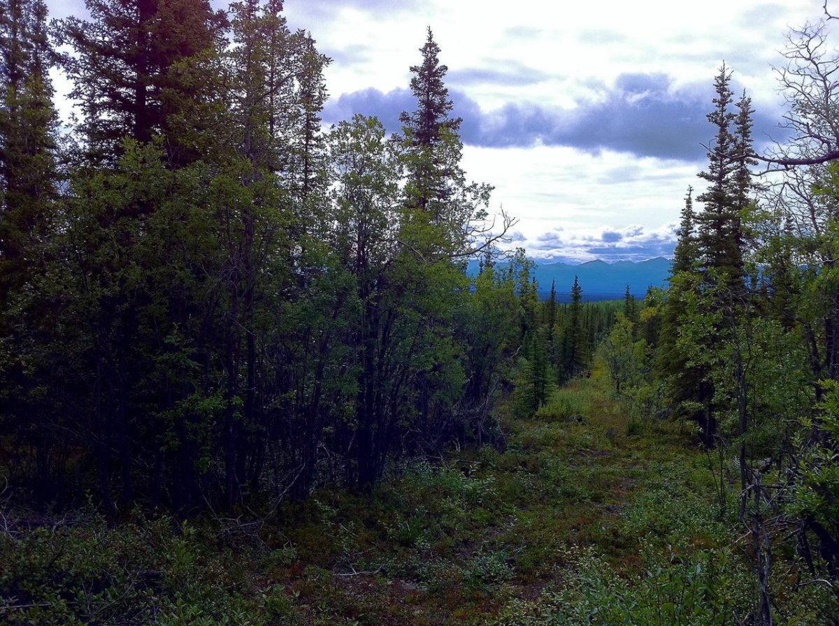 FOR SALE OVER 10 REMOTE ACRES NEAR GLENNALLEN ALASKA